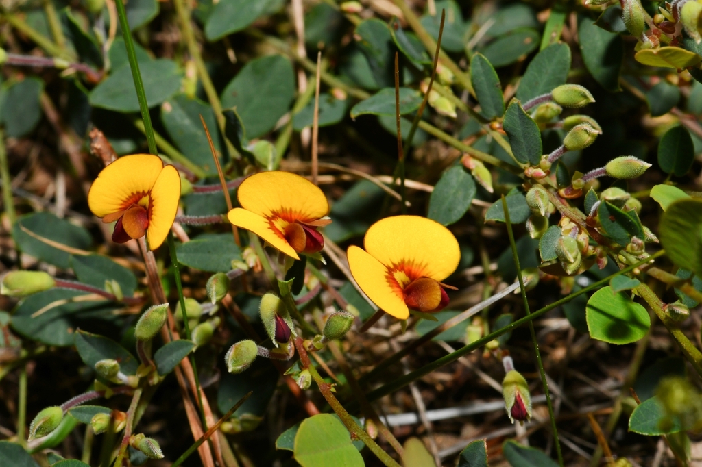 creeping bossiaea from Frankston South VIC 3199, Australia on September ...