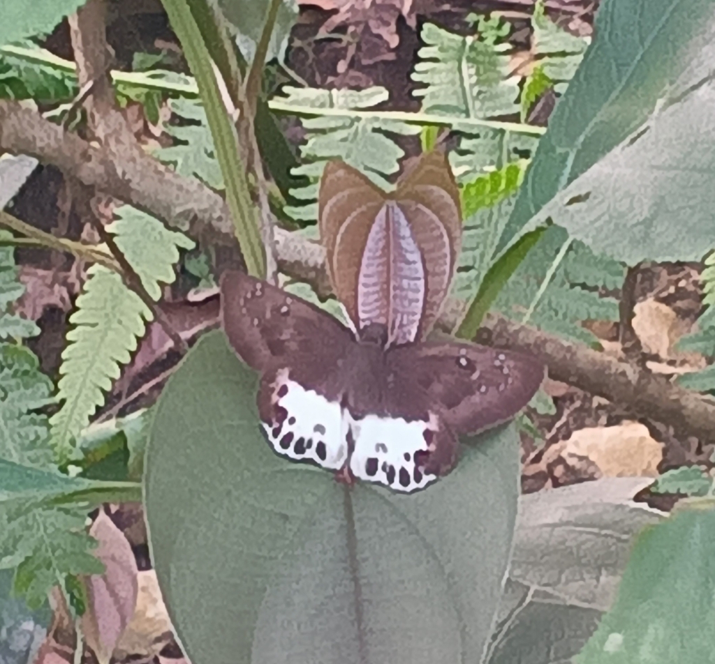 Dark-edged Snow Flat from Panbu Forest on September 12, 2024 at 01:39 ...