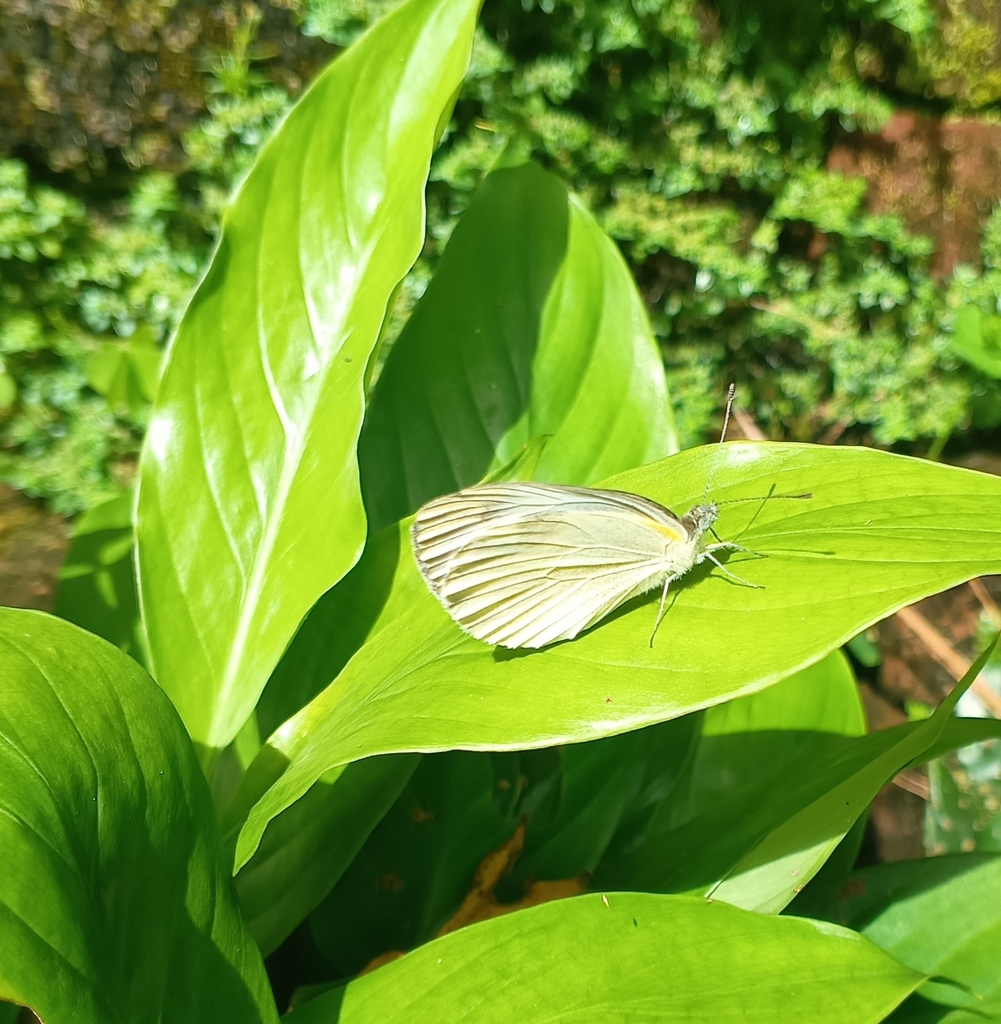 Garden Whites from WFP7+7RQ, Panbu Forest, West Bengal 734005, India on ...