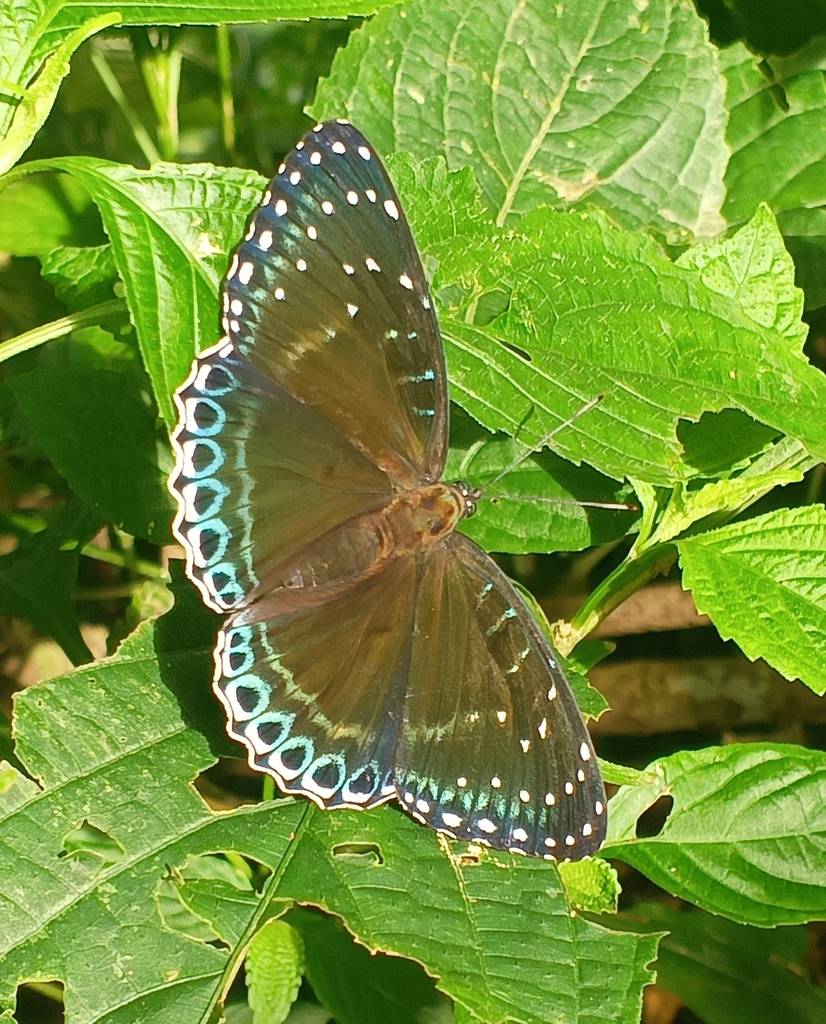 Popinjay from WFP7+7RQ, Panbu Forest, West Bengal 734005, India on ...