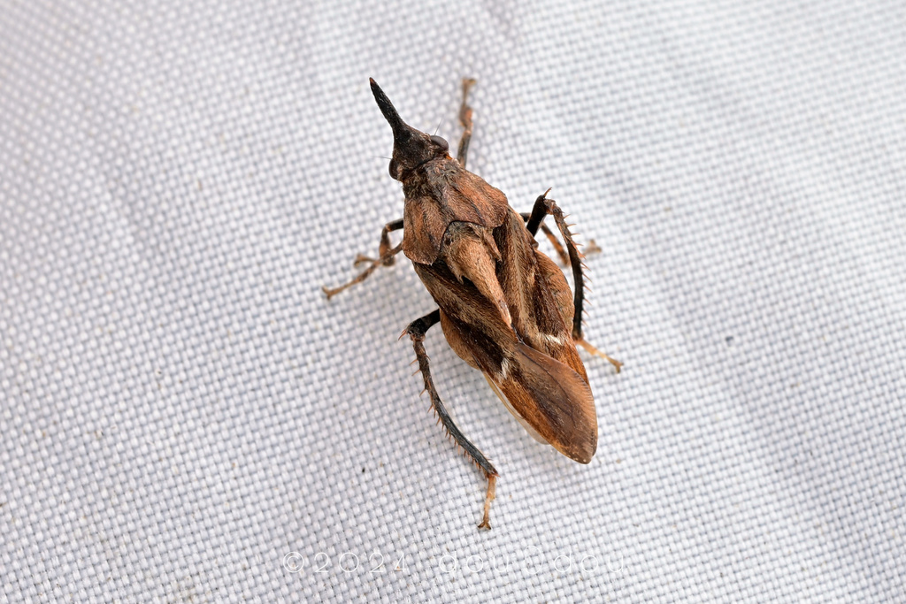 Hylicinae from 中国云南省迪庆藏族自治州维西傈僳族自治县 on July 27, 2024 at 09:13 PM by Fan ...