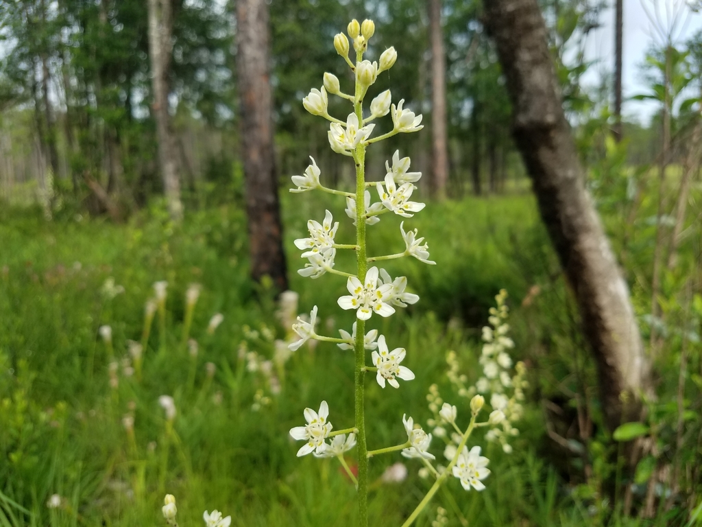 Virginia bunchflower in June 2019 by Matt Smith · iNaturalist
