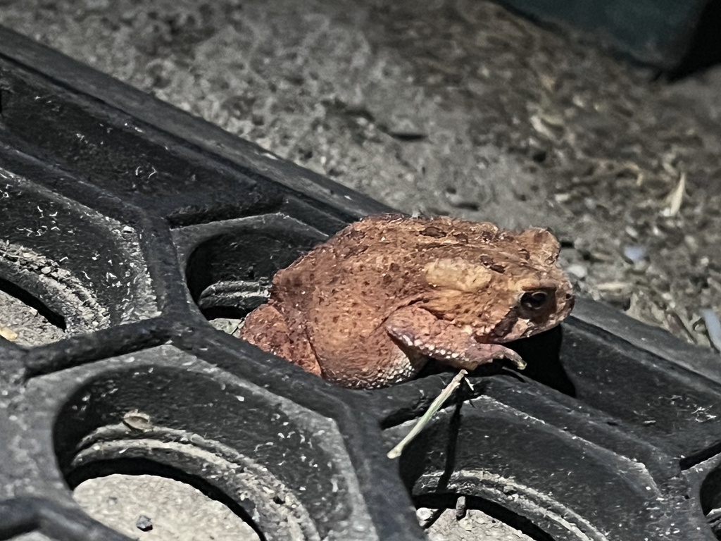 North American Toads from Las Praderas Cir, Brevard, NC, US on August ...