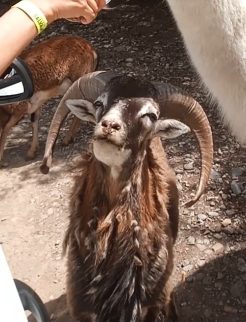 Goats and Sheep from 67608 N.L., México on September 12, 2024 at 09:31 ...