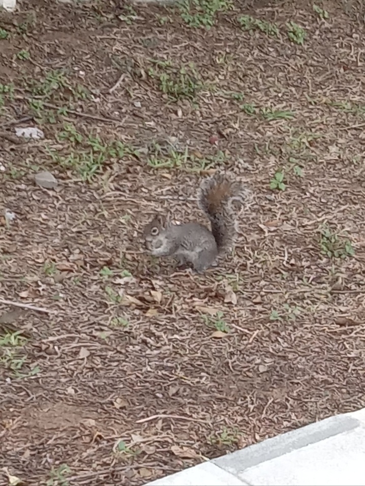 Allen's Squirrel from Universidad de Montemorelos, 67515 Montemorelos ...