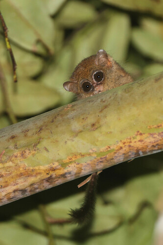 Tarsero Piemeno (Tarsius pumilus) · iNaturalist Panamá