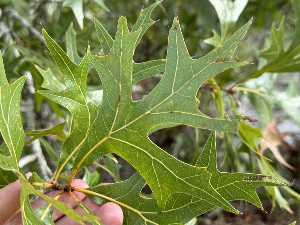 American turkey oak from Allen David Broussard Catfish Creek Preserve ...