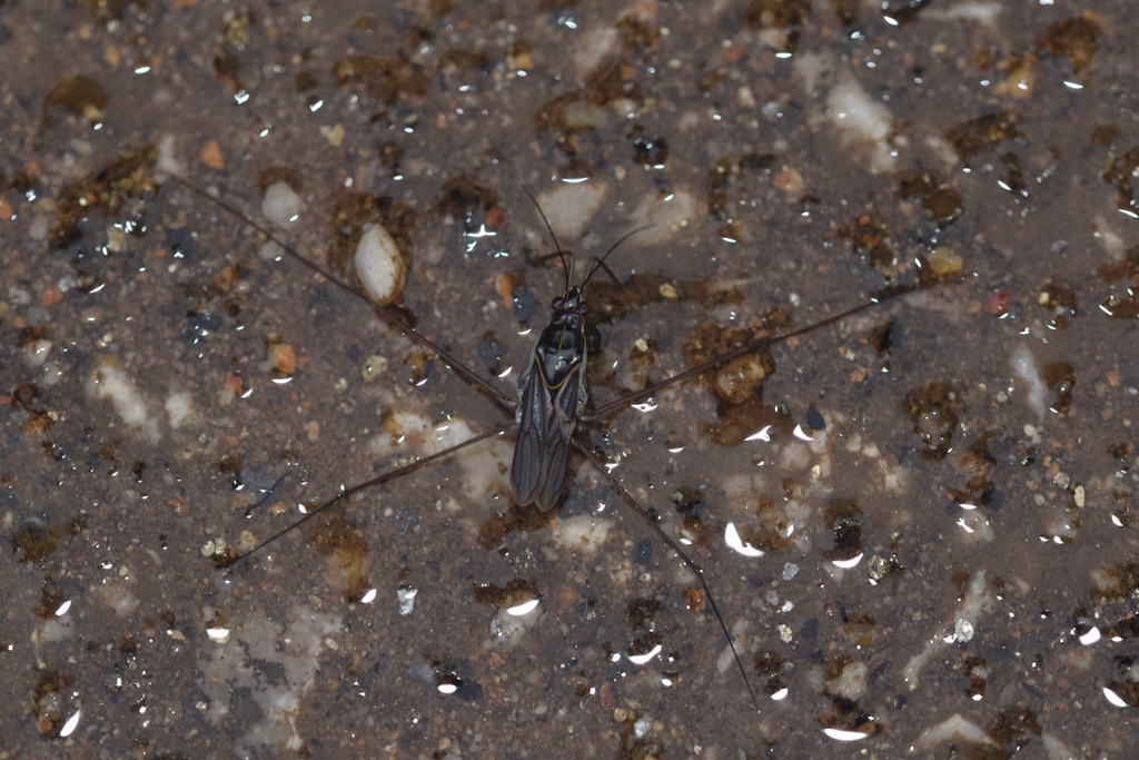 Striped Pond Skaters from Piang Kok, Chiang Mai, Thailand on September ...