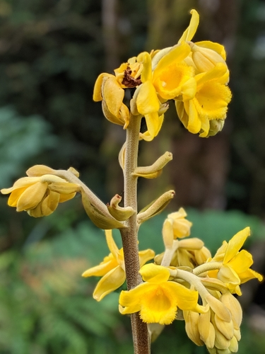 género Galeola · iNaturalist Ecuador