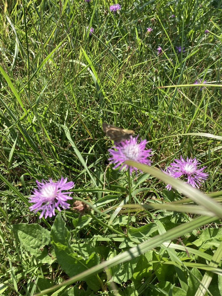 Northern Broken-Dash from White Clay Creek State Preserve, Landenberg ...