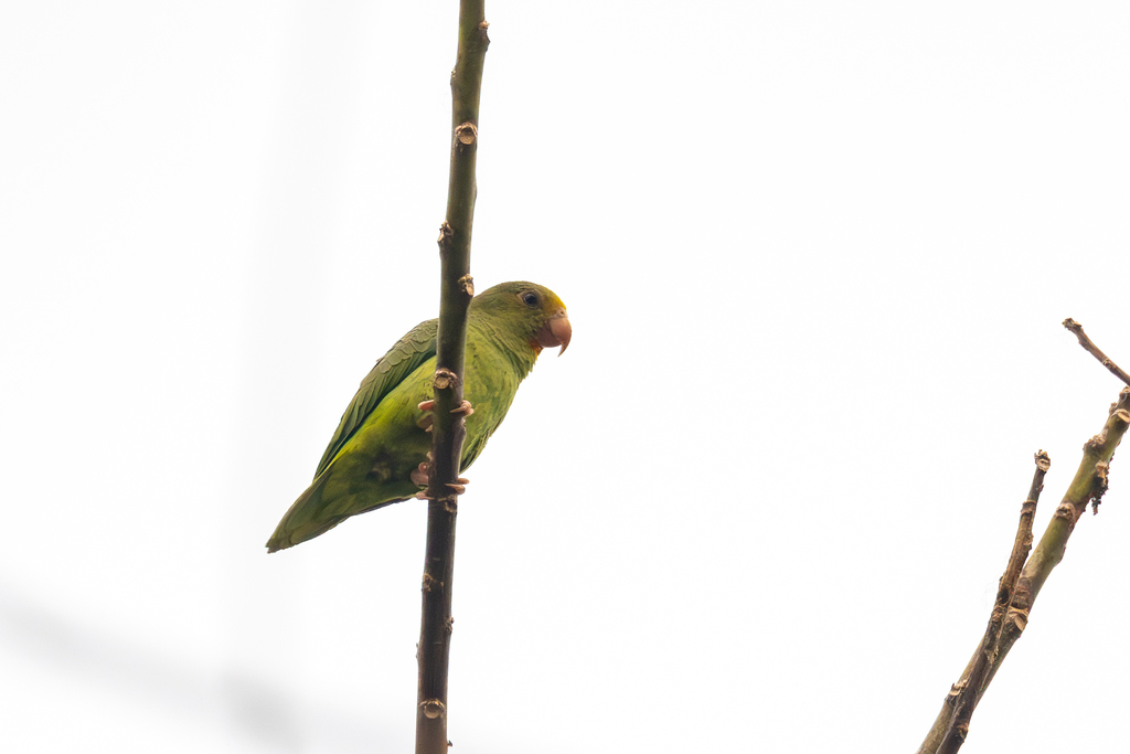 Cobalt-winged Parakeet in September 2024 by Gustavo Dallaqua · iNaturalist