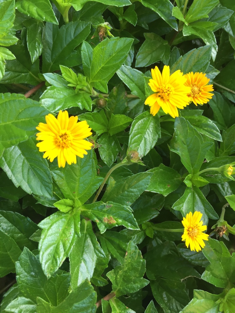 trailing daisy from Trinity University, San Antonio, TX, US on June 25 ...