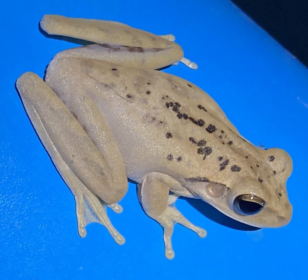 Chaco Tree Frog from Pocone, MT, BR on August 18, 2024 at 09:08 PM by ...