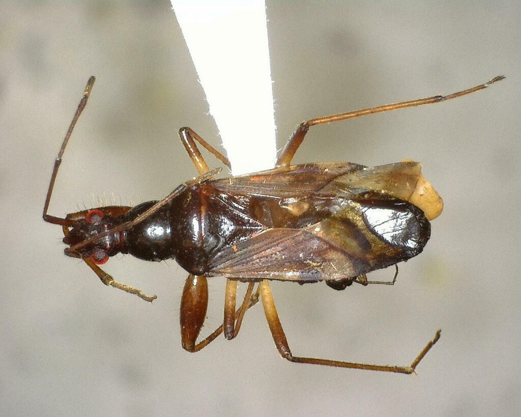 Pseudopamera nitidula from Kimble County, TX, USA on May 16, 2024 at 03 ...