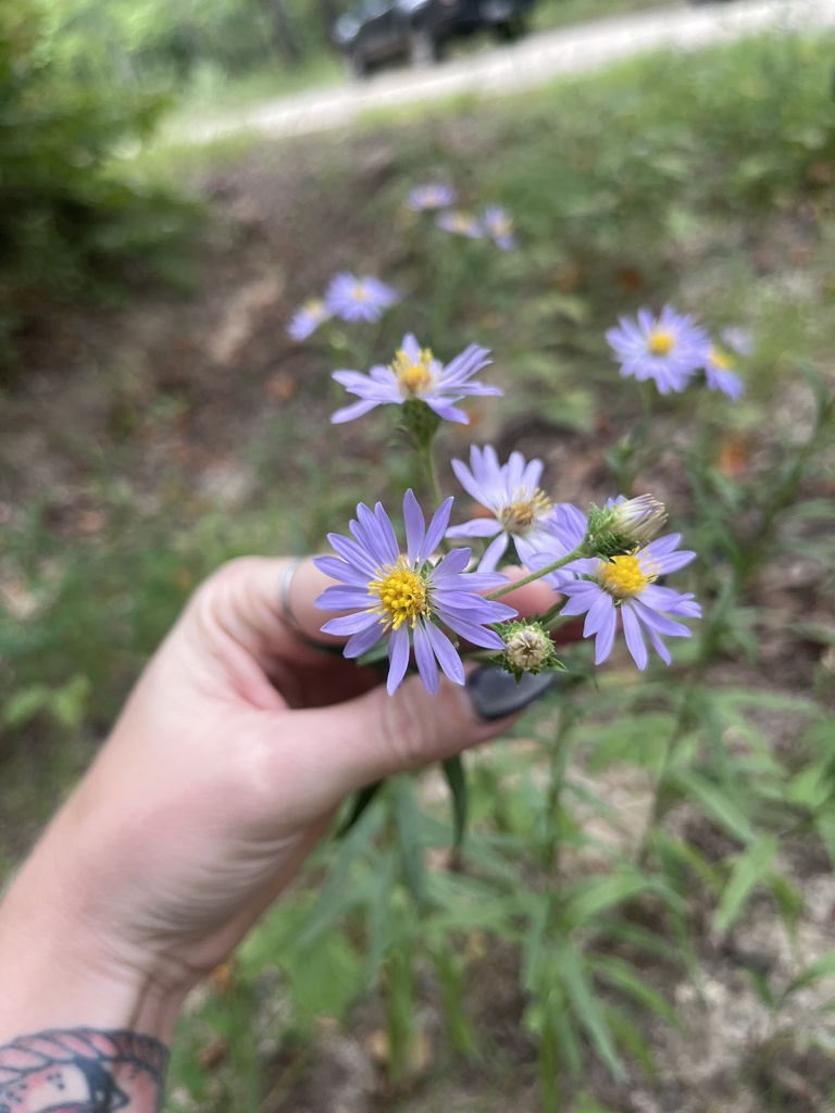 Creeping Aster from Sumter National Forest, Mountain Rest, SC, US on ...