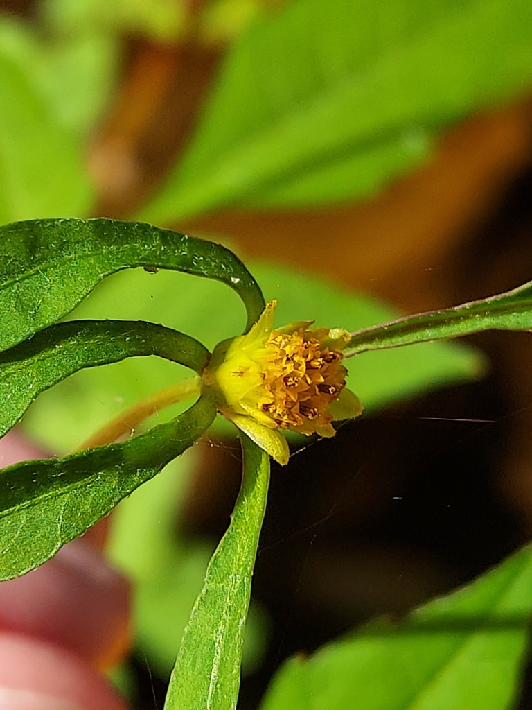 swamp beggarticks from Church View, VA 23032, USA on September 12, 2024 ...