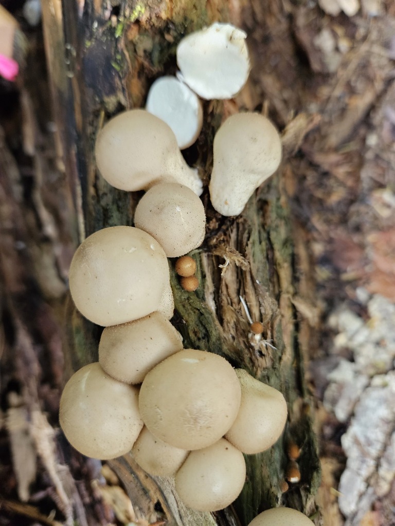 Pear-shaped Puffball from Capital Region Rural District, NB, Canada on ...