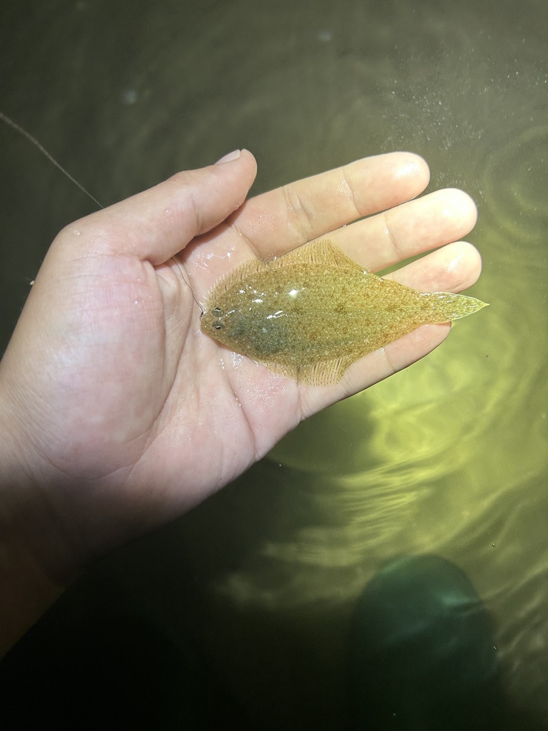 Smallmouth Flounder from Lake Montauk, Montauk, NY, US on September 11 ...