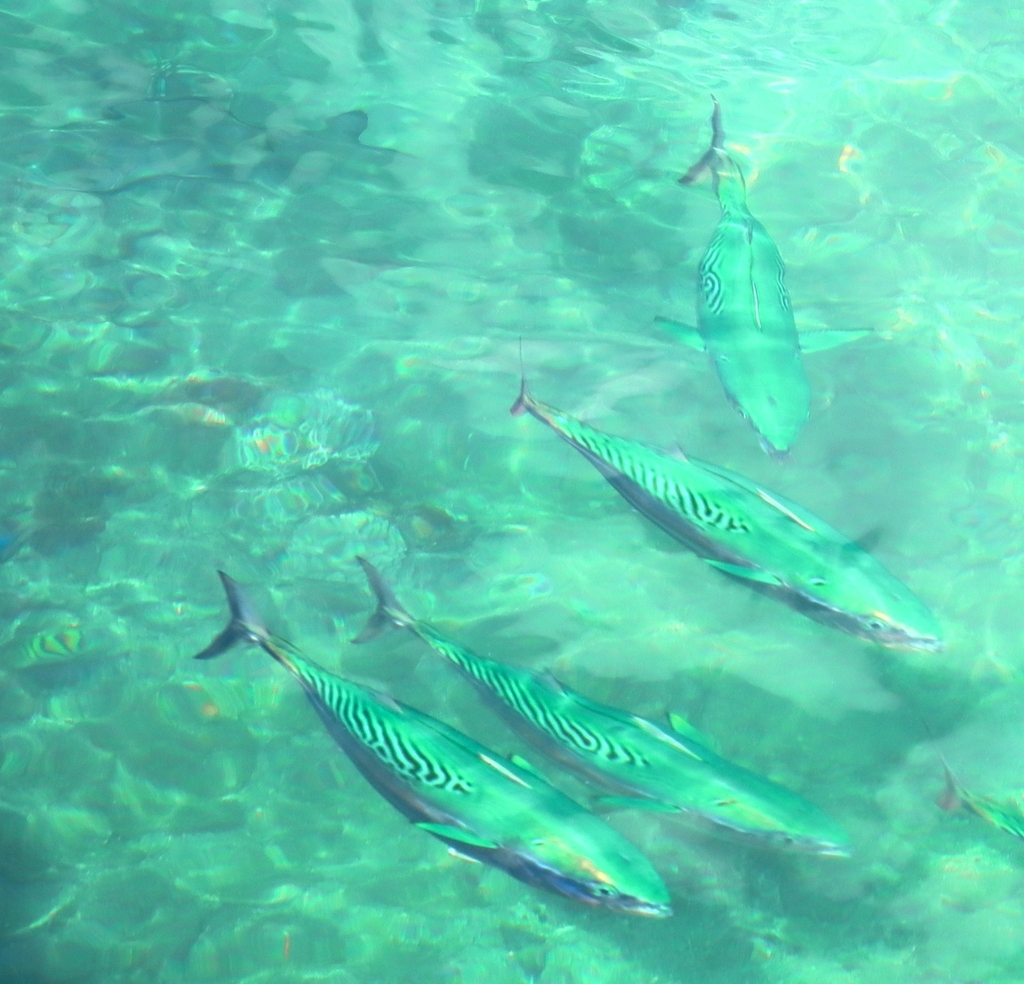 Mackerel Tuna from 881台灣澎湖縣西嶼鄉881 on August 30, 2024 at 02:54 PM by ...