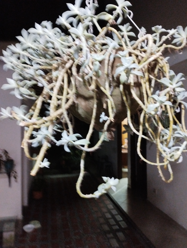 Ghost-plant from Santa Ana, Sabaneta, Antioquia, Colombia on July 13 ...