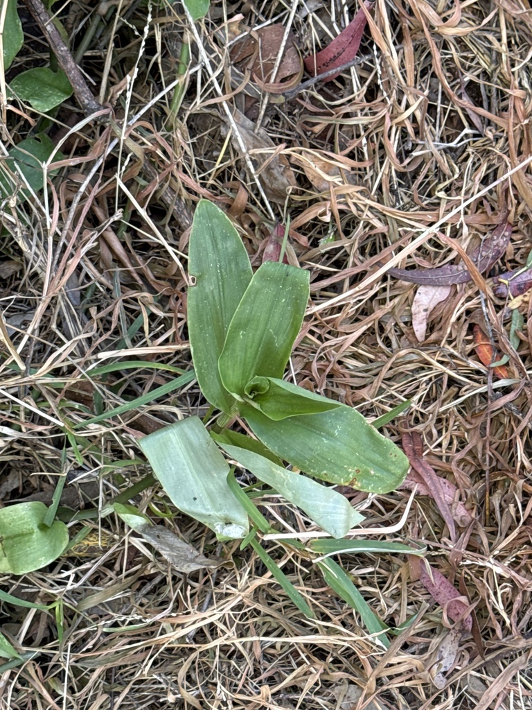 False Bromeliad Plant from Murralong Rd, Mount Colah, NSW, AU on ...