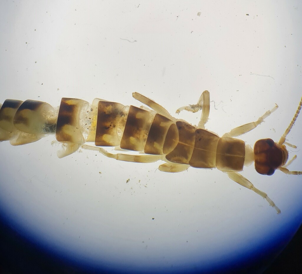 Shore Earwig from Clive, New Zealand on August 27, 2024 at 03:55 PM by ...