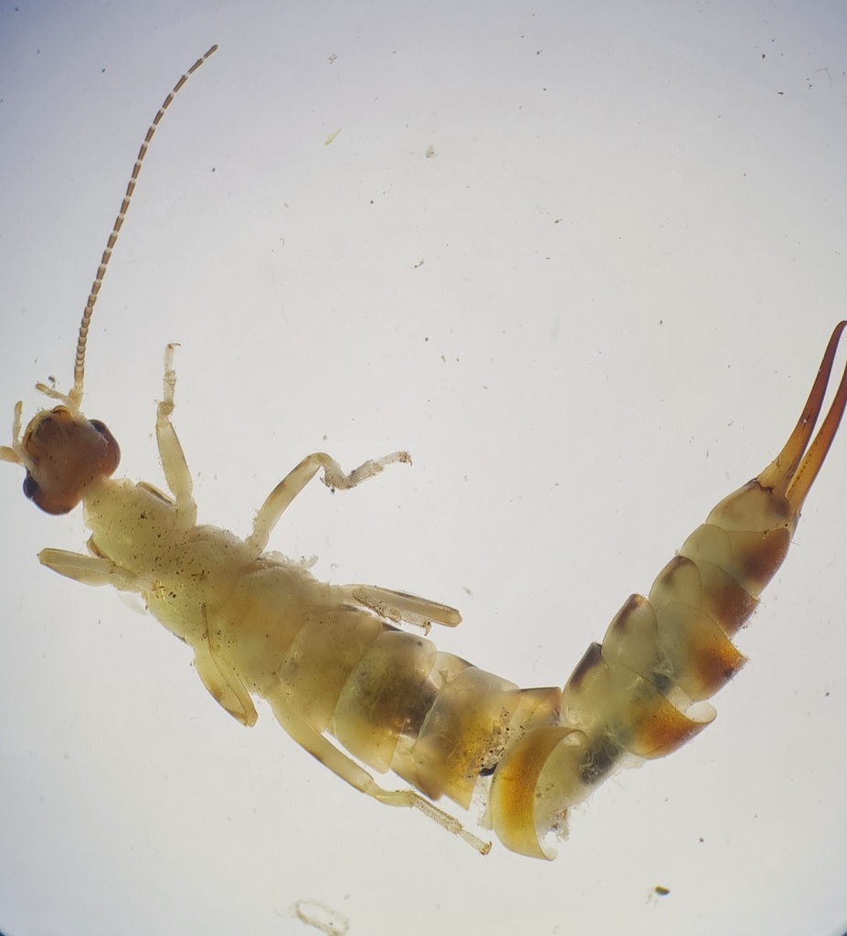 Shore Earwig from Clive, New Zealand on August 27, 2024 at 03:55 PM by ...