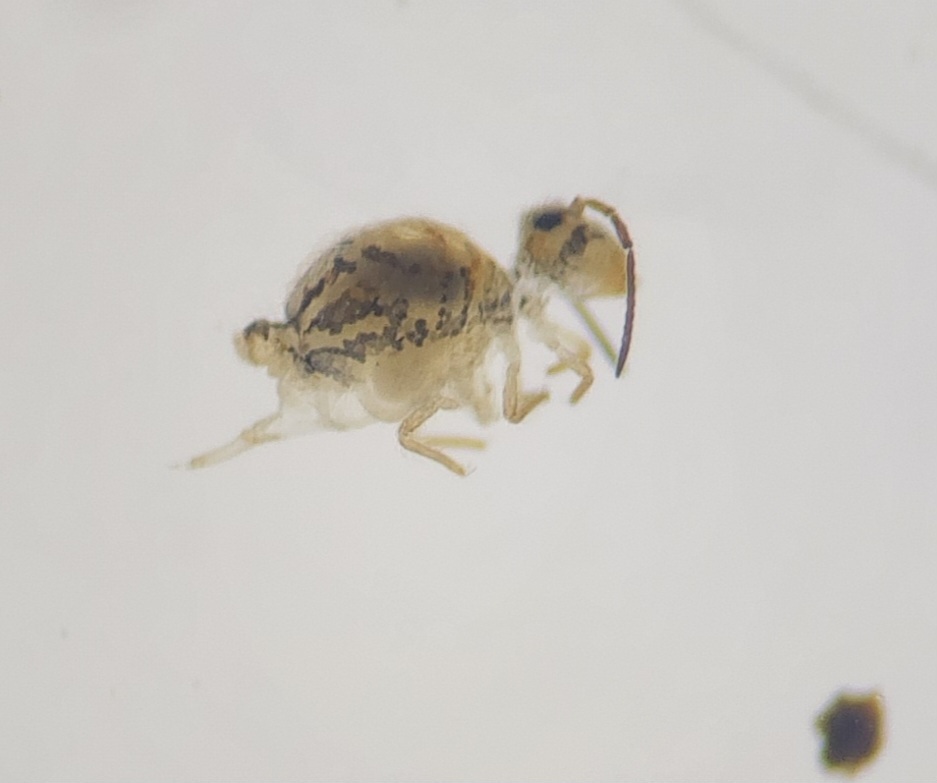 Globular Springtails from Clive, New Zealand on August 27, 2024 at 03: ...