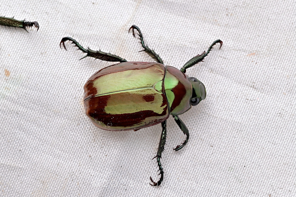 Anomala rufiventris from 中国云南省迪庆藏族自治州维西傈僳族自治县 on July 27, 2024 at 09:47 ...