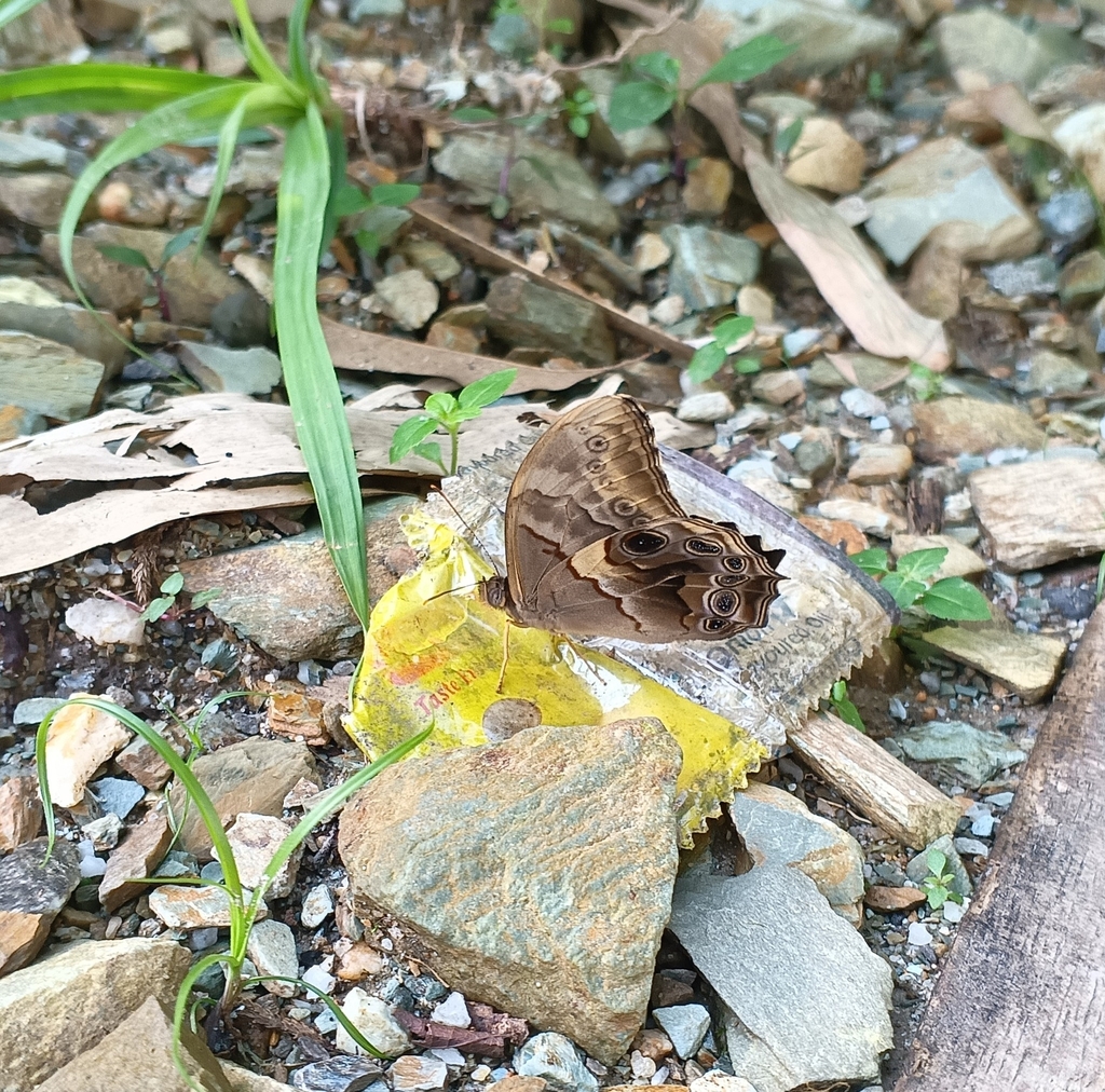 Angled Red Forester from WFP7+7RQ, Panbu Forest, West Bengal 734005 ...