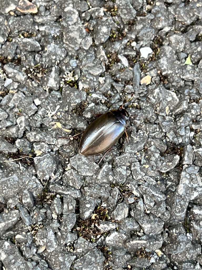 large-grooved diving beetle from Vine Farm Road, Poole, England, GB on ...