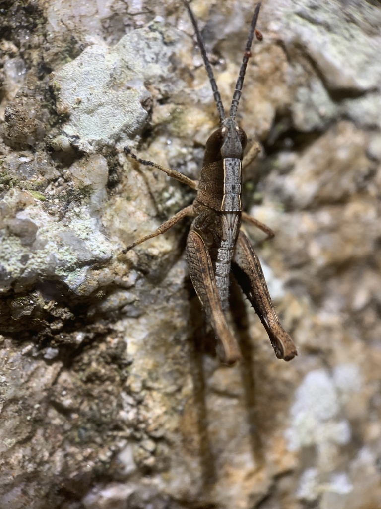 Rectitropis from Davies Creek National Park, Mareeba, QLD, AU on ...