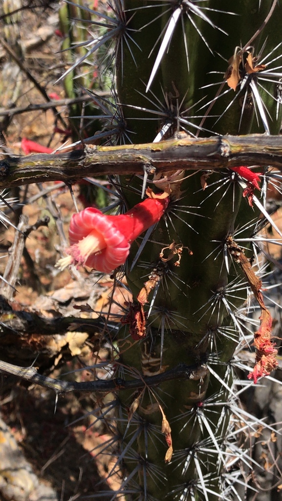 Octopus Cactus in June 2019 by Jesús Pablo Carrillo León · iNaturalist