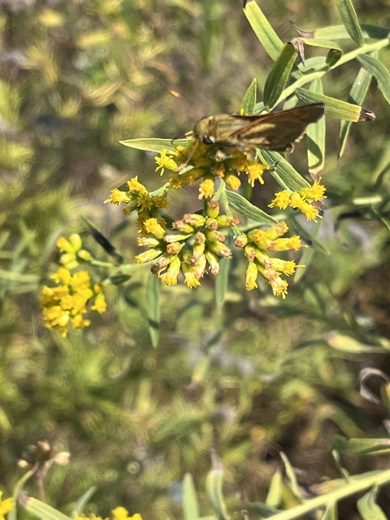 Huron Sachem from Lower Mountain Rd, Furlong, PA, US on September 13 ...