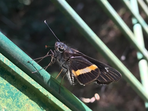 Subespecies Zenis jebus jebus · iNaturalist Mexico