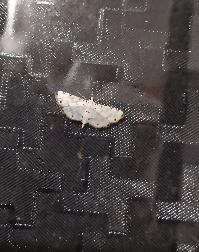 Pycnarmon cribrata from X9RV+JX9, Parassinikadavu, Kerala 670563, India ...