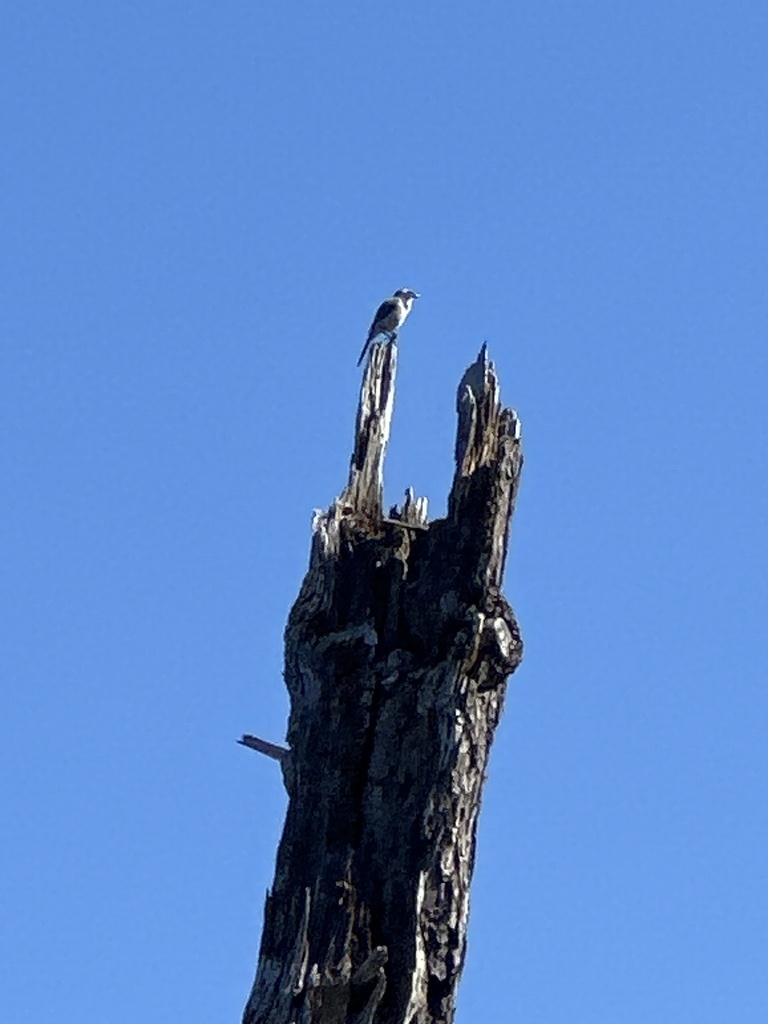 California Scrub-Jay from Sunset Business District, Pacific Grove, CA ...