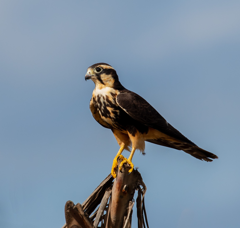 Aplomado Falcon from Playa Miramar, Centla, Tabasco, Mexico on October ...