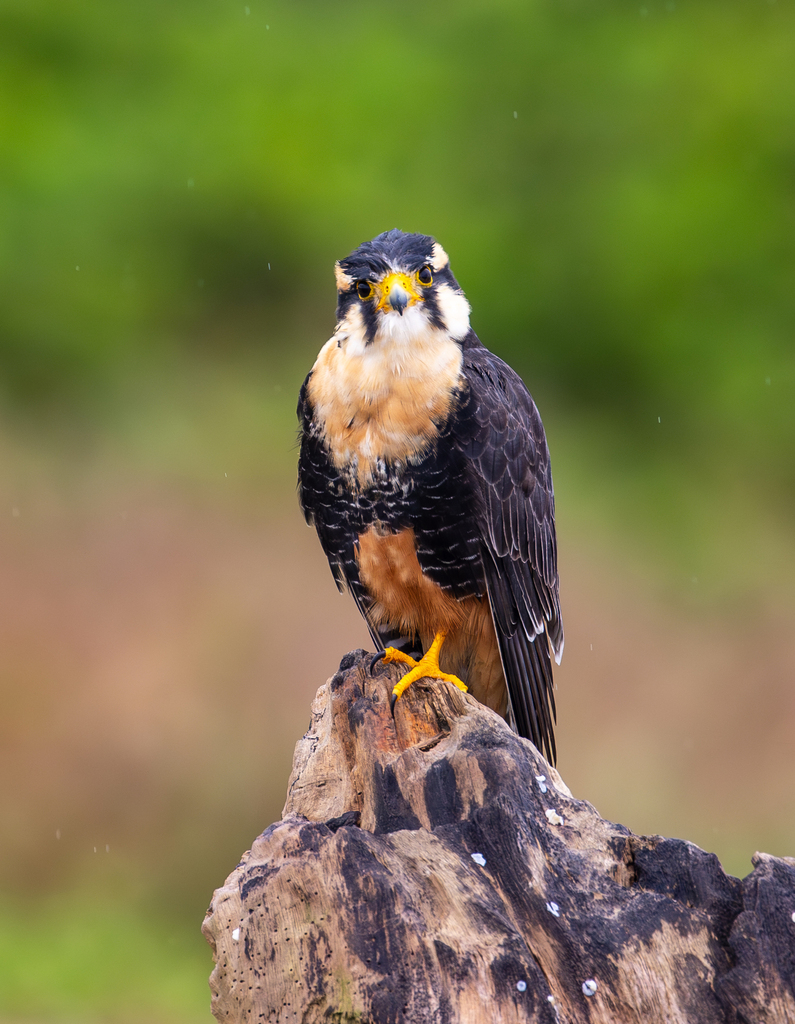 Aplomado Falcon from Playa Miramar, Centla, Tabasco, Mexico on November ...