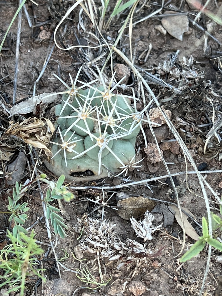 Long-tubercled Cory Cactus in September 2024 by Donna Dittmann ...