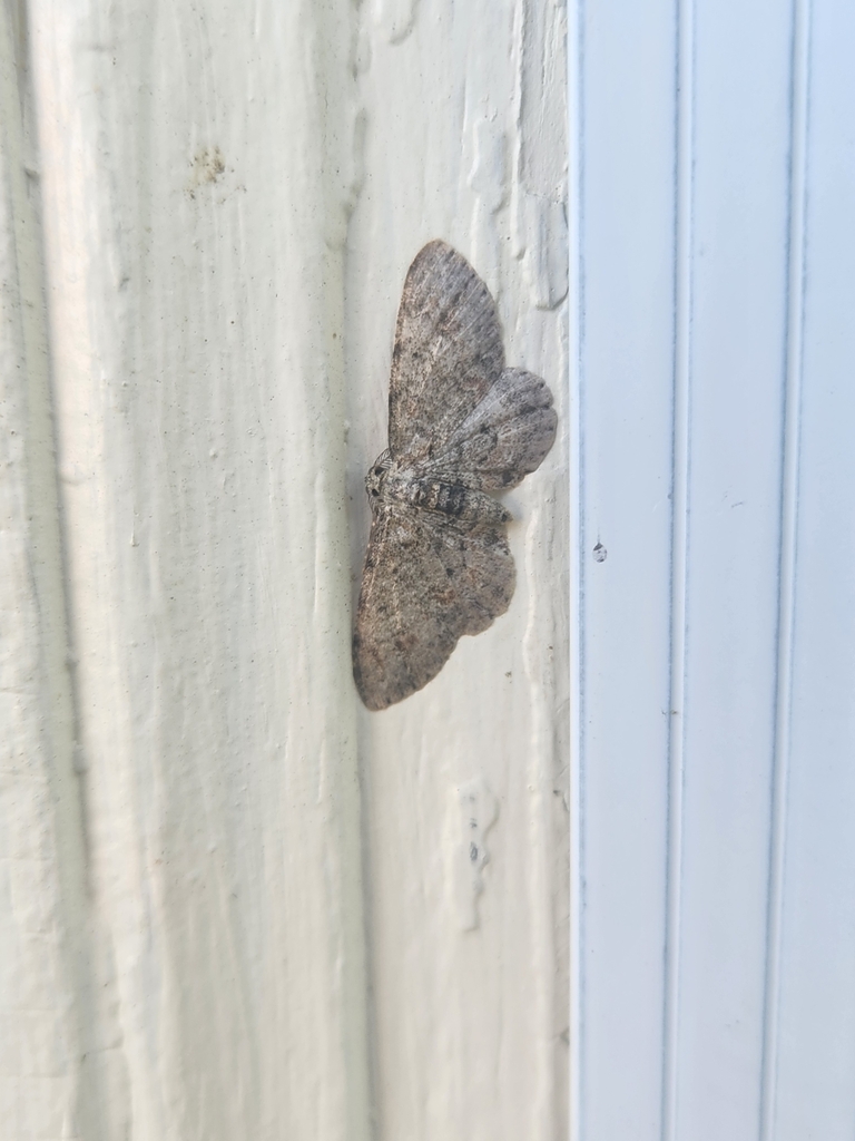 Texas Gray from Fremont on September 13, 2024 at 02:47 PM by Victoria ...