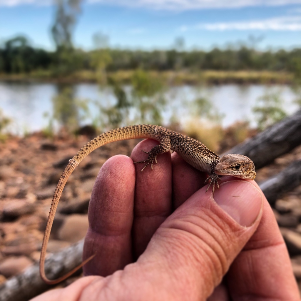 Western Storr's Monitor from 6743, , WA, AU on June 05, 2019 at 03:34 ...