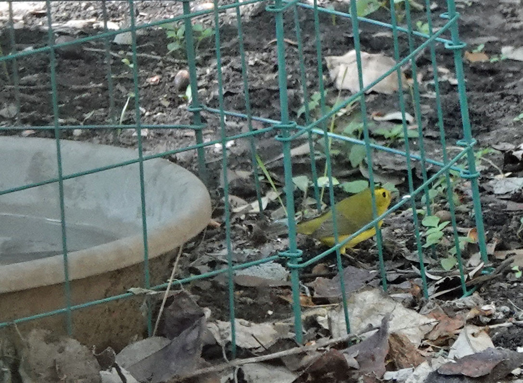 Wilson's Warbler from 8331 Fredericksburg Rd, San Antonio, TX 78229 ...