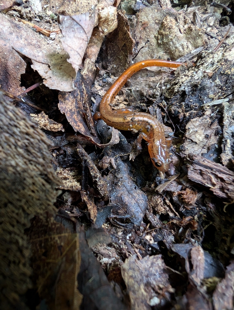 Blue Ridge Two-lined Salamander from Beech Mountain, NC 28604, USA on ...