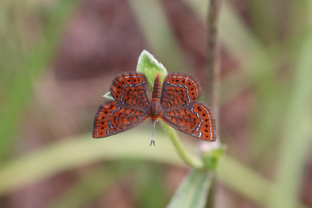 Little Metalmark from Orange County, FL, USA on September 13, 2024 at ...