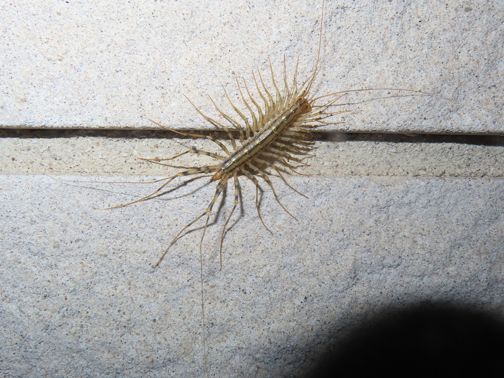 House Centipede from Green St, Saugeen Shores, ON, CA on September 13 ...