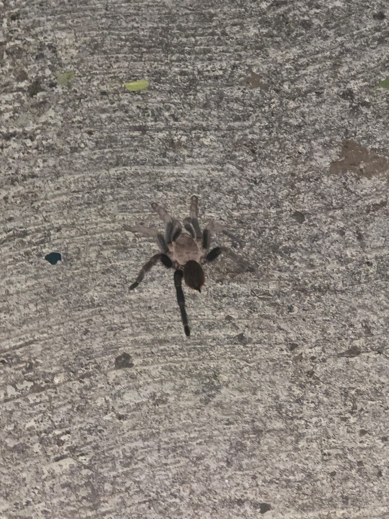 Crassicrus from Palenque, Chis., MX on September 13, 2024 at 07:56 PM ...