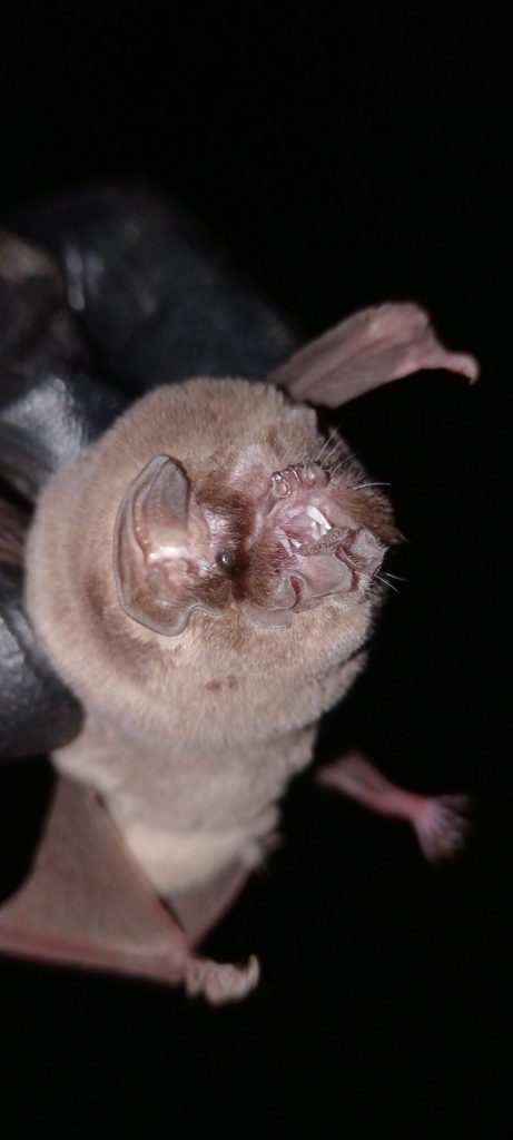 Ghost-faced Bat from 67326 N.L., México on September 13, 2024 at 08:00 ...