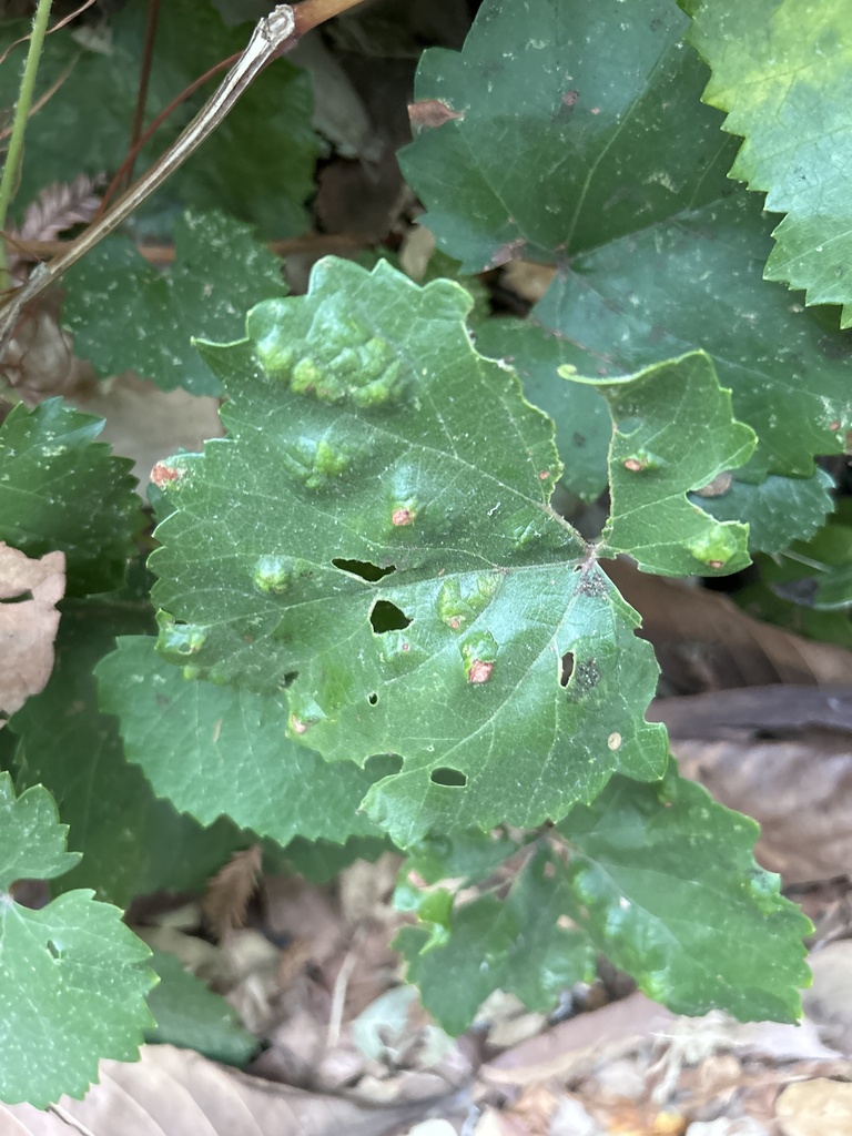 Grape Erineum Mite from Blackberry Farm, Cupertino, CA, US on September ...
