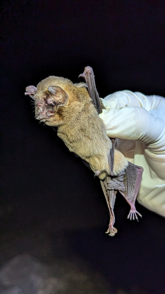 Ghost-faced Bat from 67455 N.L., México on September 13, 2024 at 08:00 ...